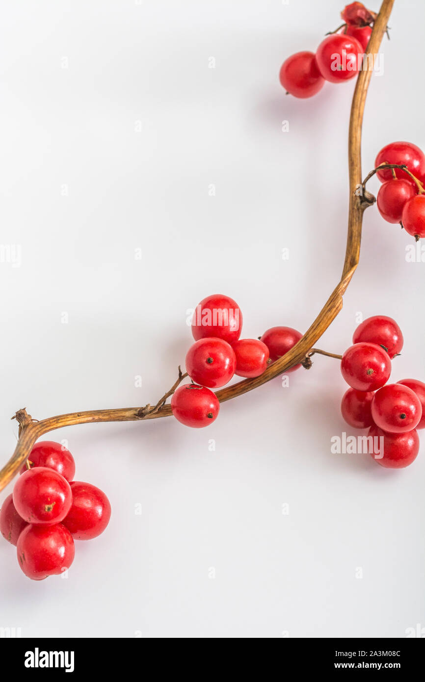 Poisonous berries of Black Bryony / Tamus Communis syn. Dioscorea ...