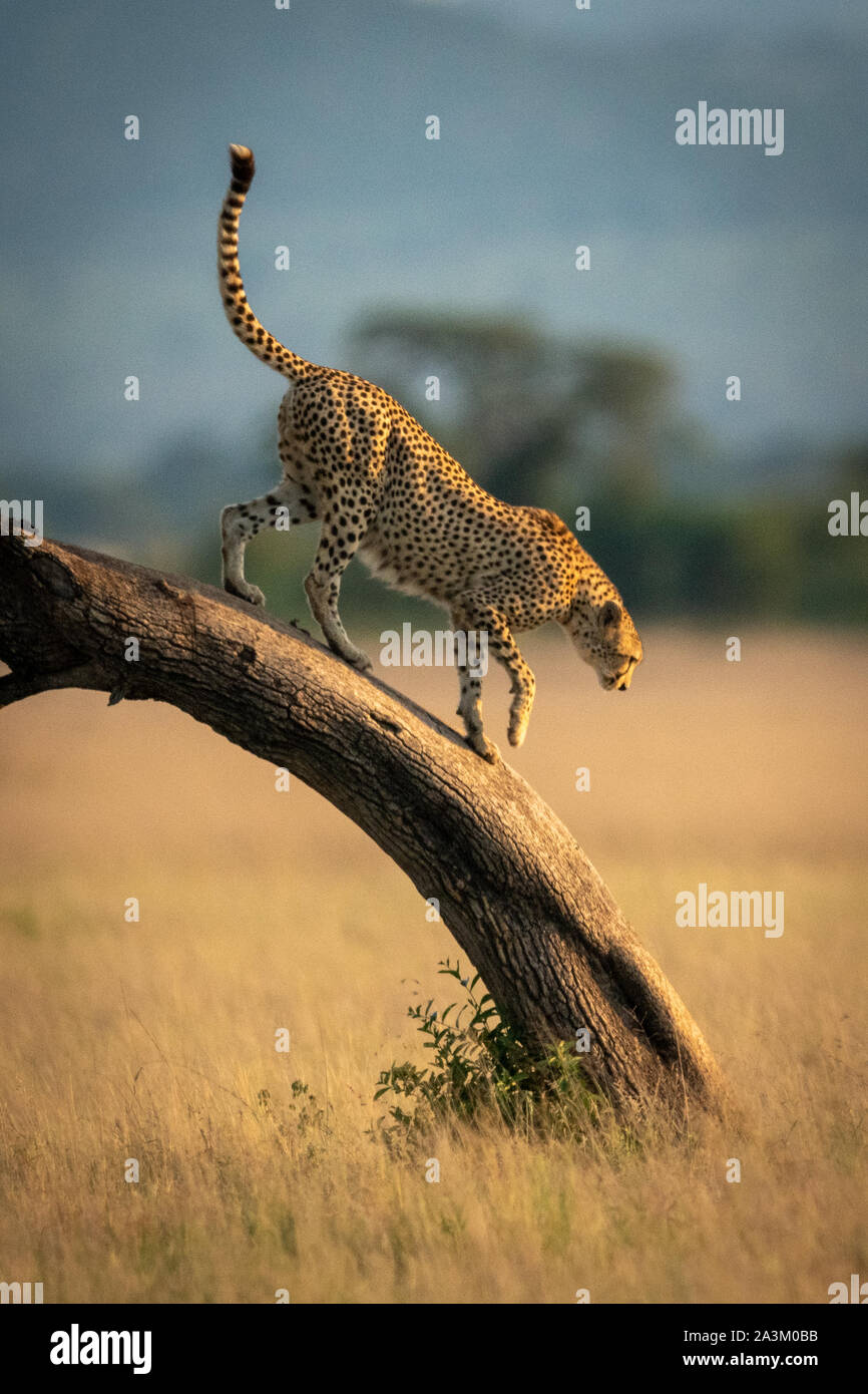 Cheetah walks down bent tree in grassland Stock Photo - Alamy