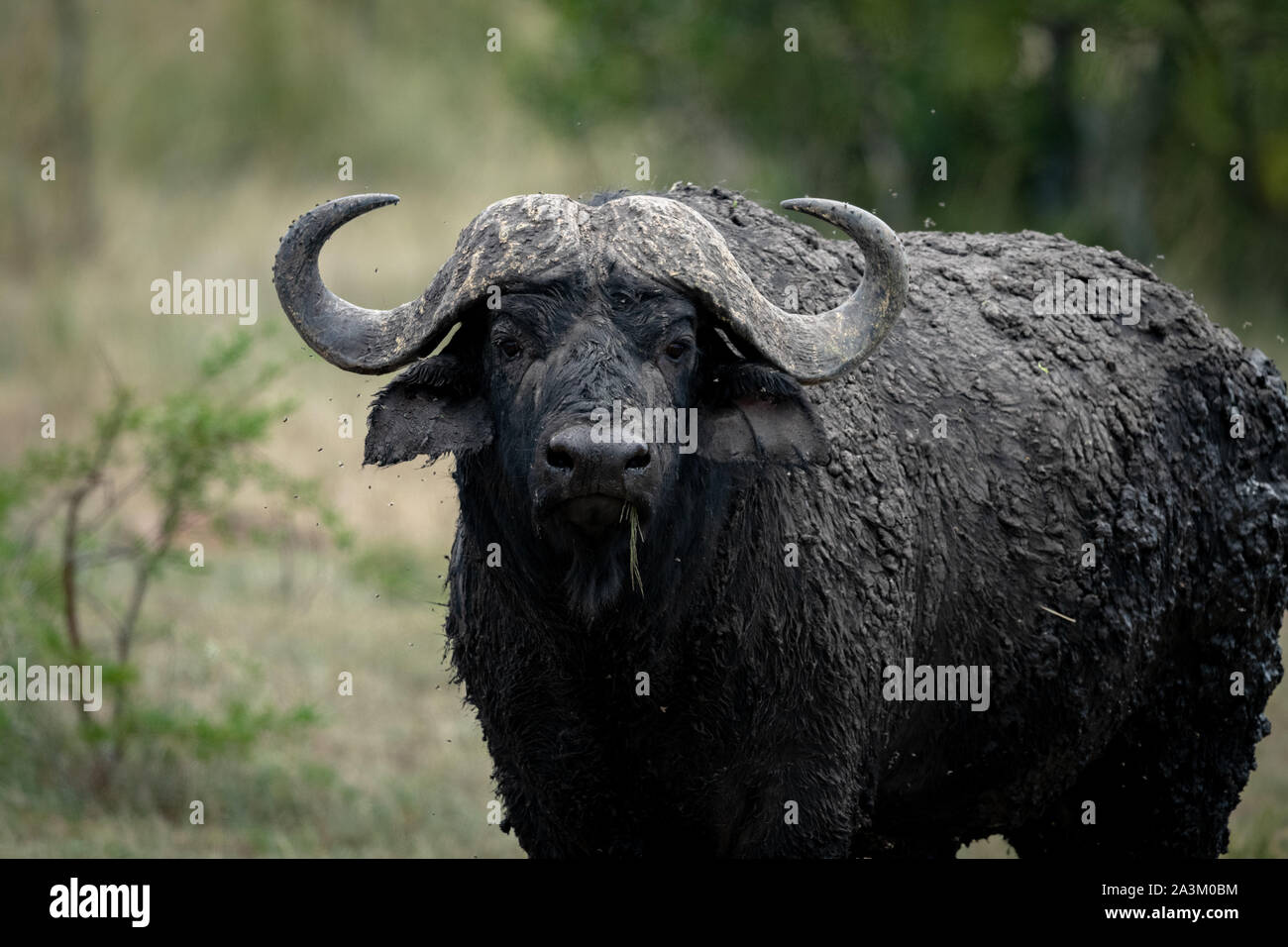 Close-up of Cape buffalo caked in mud Stock Photo - Alamy