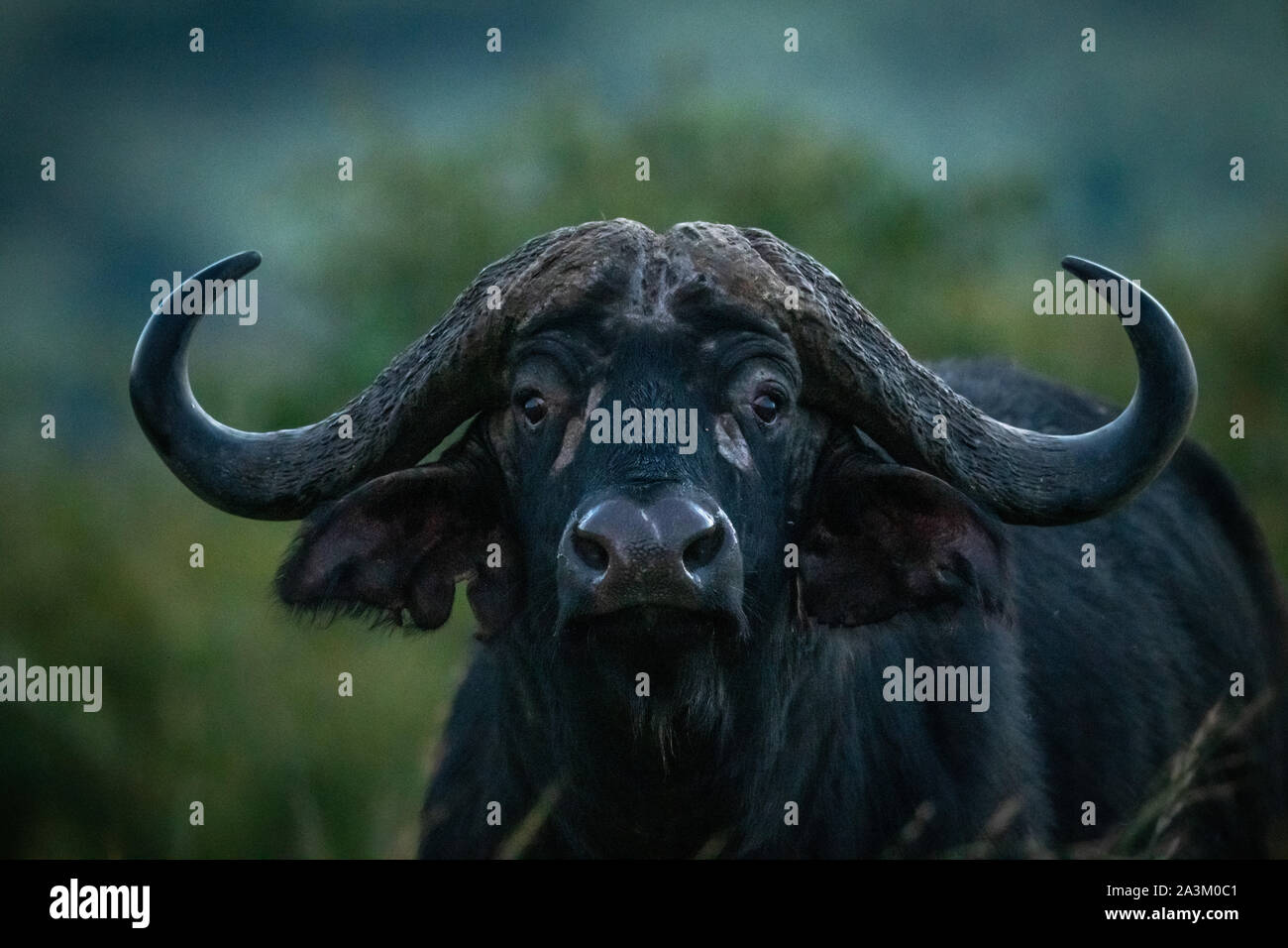 Close-up of Cape buffalo head facing camera Stock Photo - Alamy