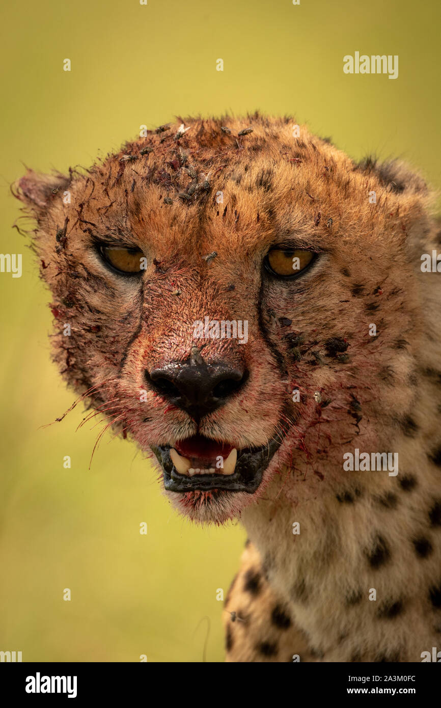 Close-up of bloody cheetah head and shoulders Stock Photo - Alamy
