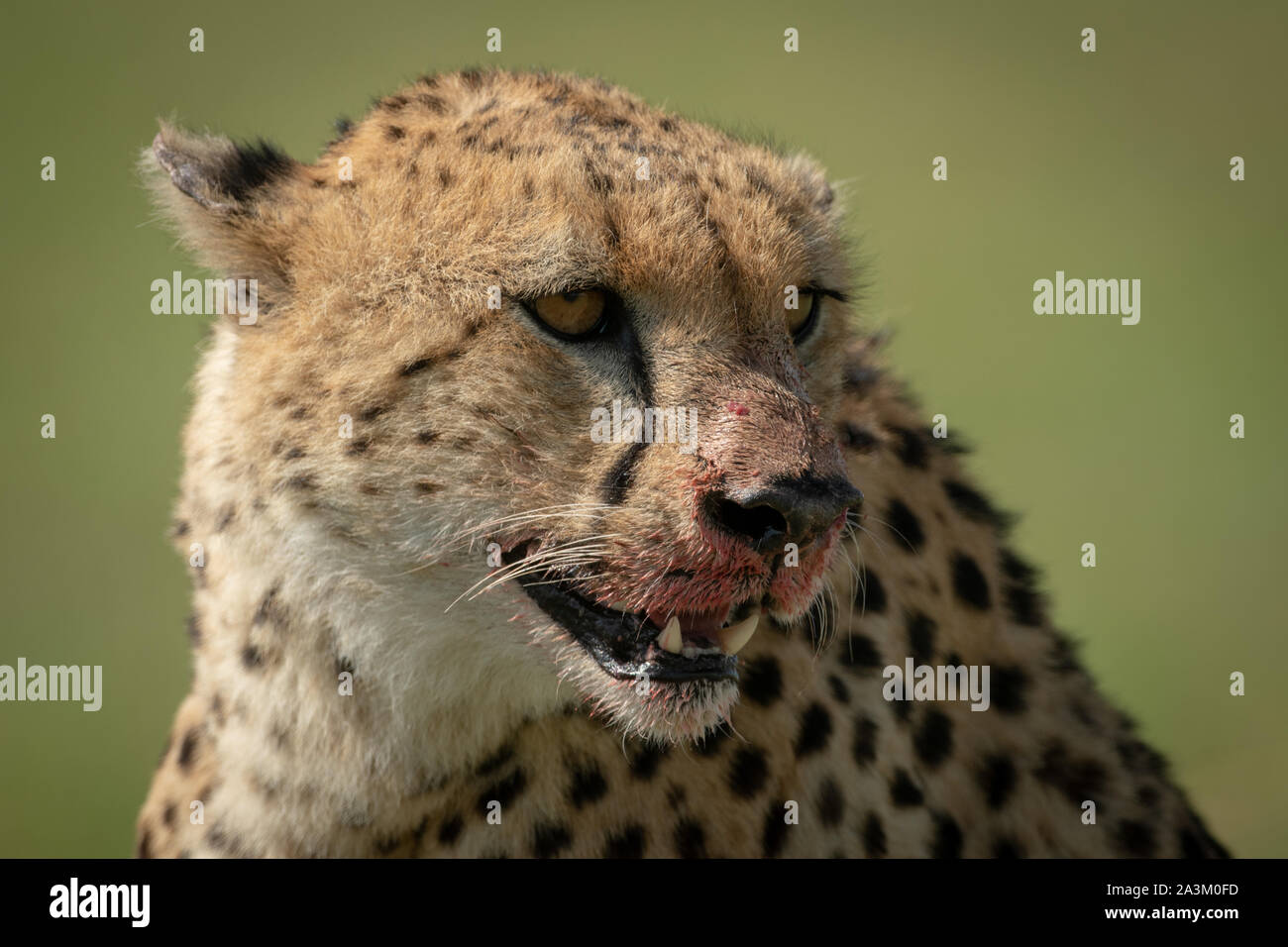 Cheetah facing right hi-res stock photography and images - Alamy