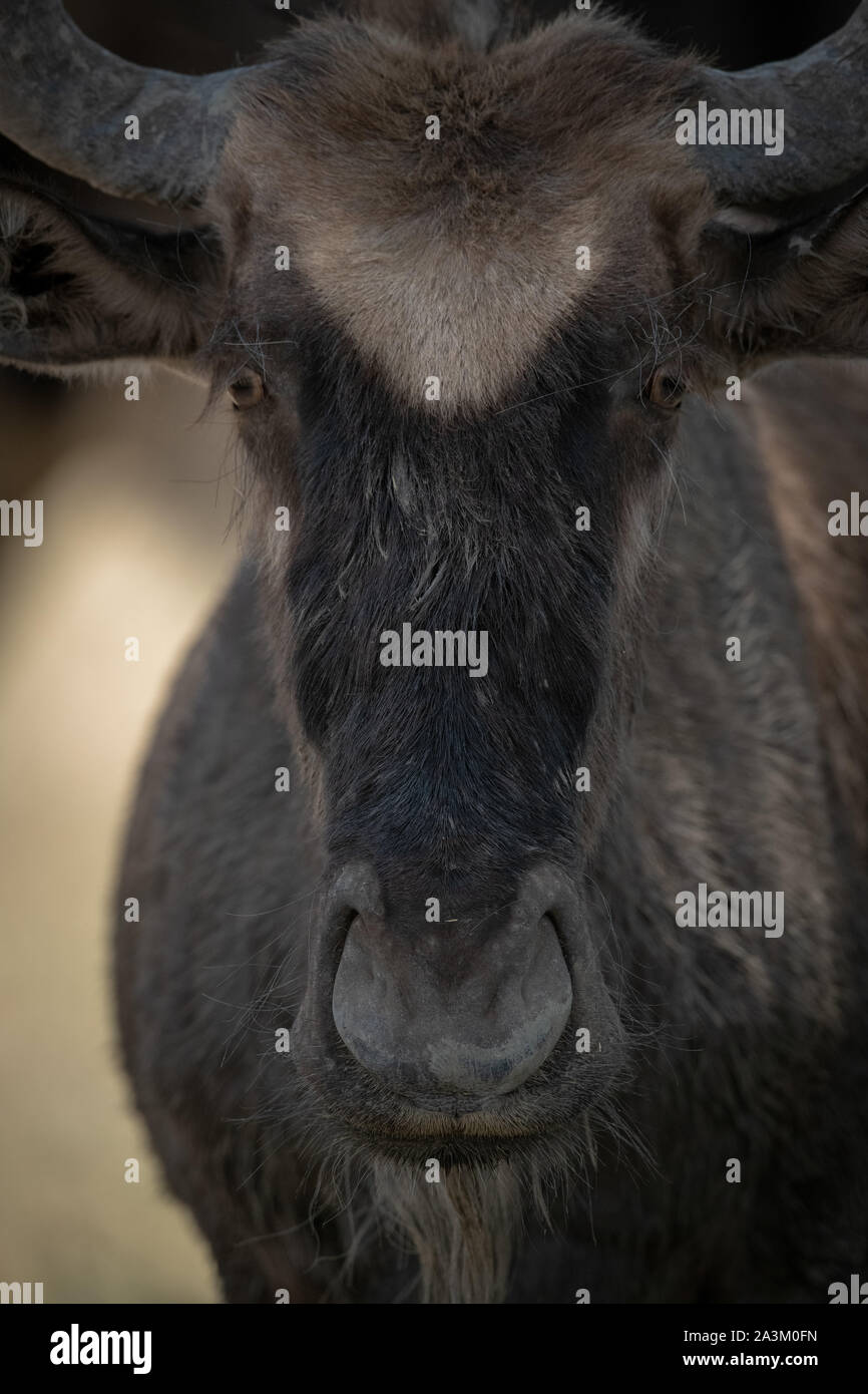 Close-up of blue wildebeest head facing camera Stock Photo - Alamy