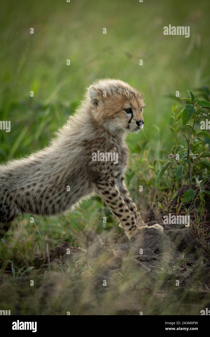 Close-up of cheetah cub leaning on mound Stock Photo - Alamy