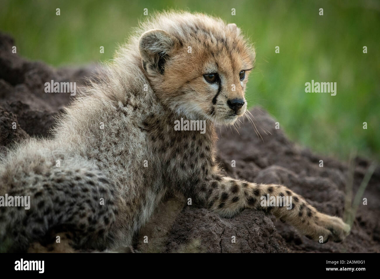 Close-up of cheetah cub atop termite mound Stock Photo - Alamy
