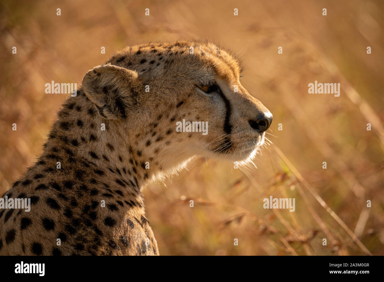 Cheetah facing right hi-res stock photography and images - Alamy