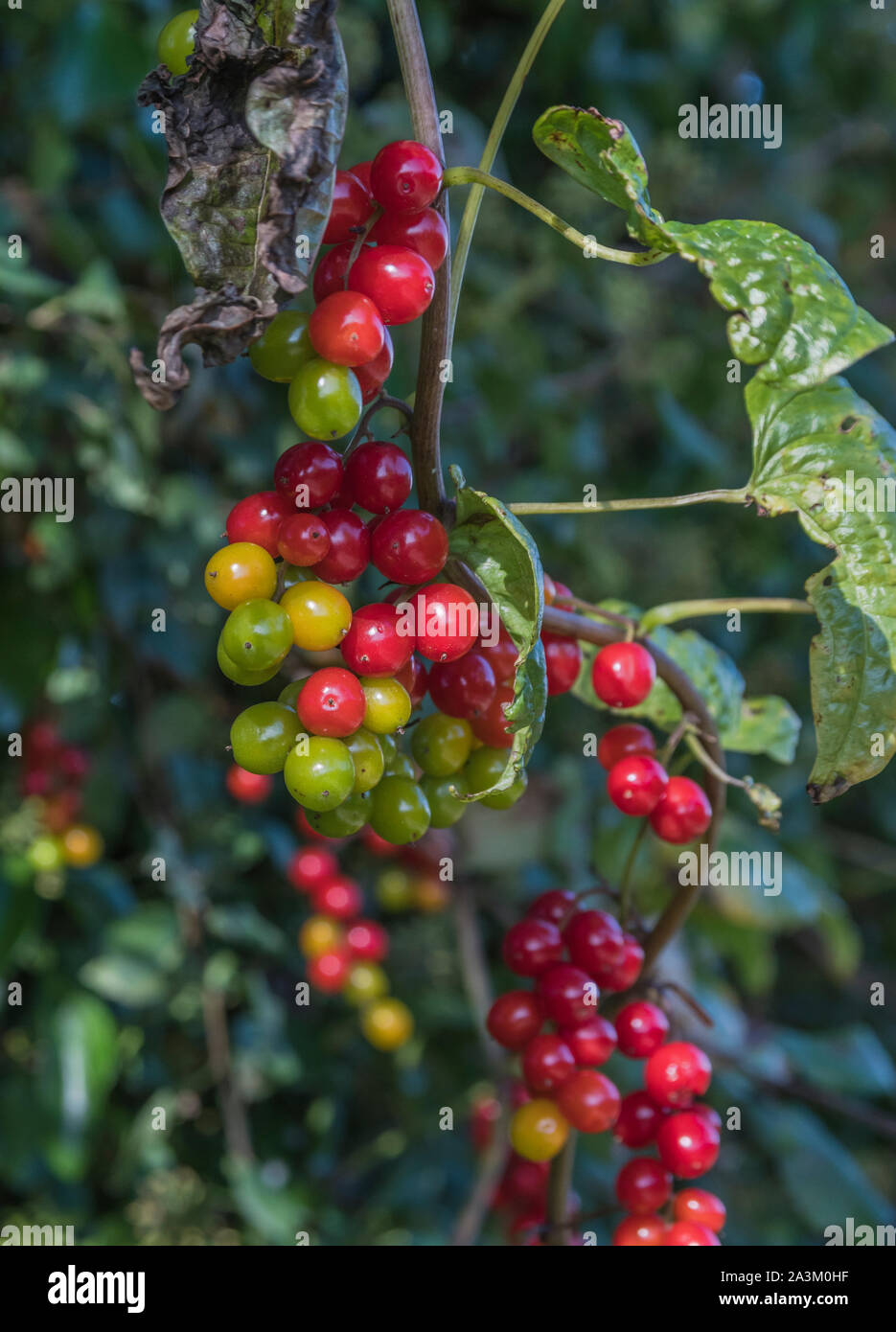 Dioscorea berry cluster hi-res stock photography and images - Alamy