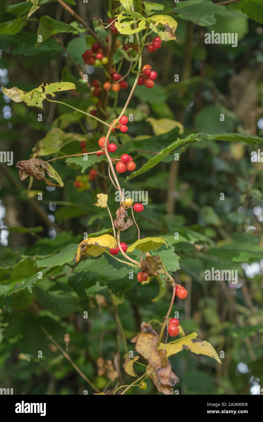 Dioscorea berry cluster hi-res stock photography and images - Alamy