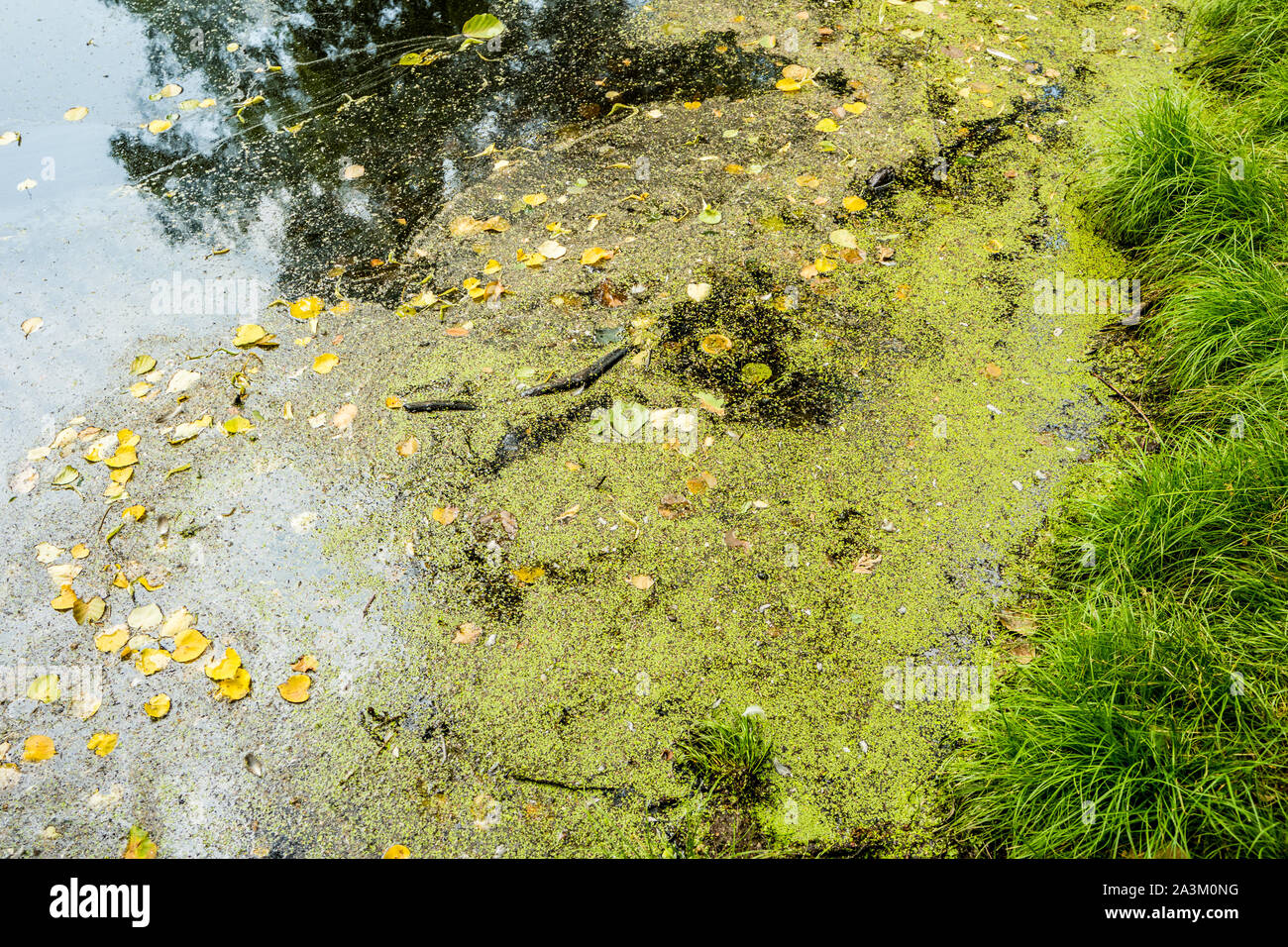 Algae in the pond Stock Photo - Alamy