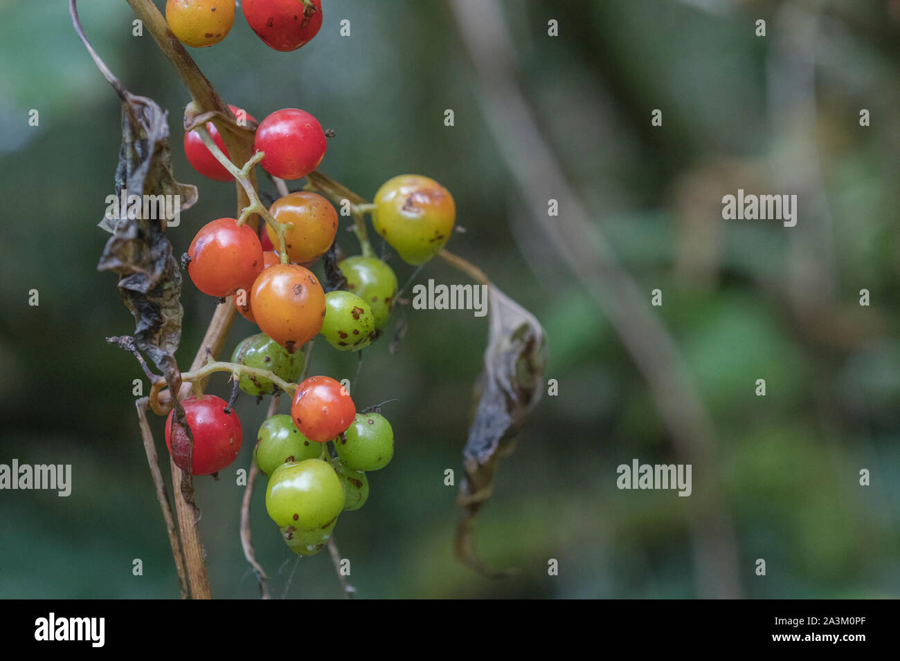 Dioscorea berry cluster hi-res stock photography and images - Alamy