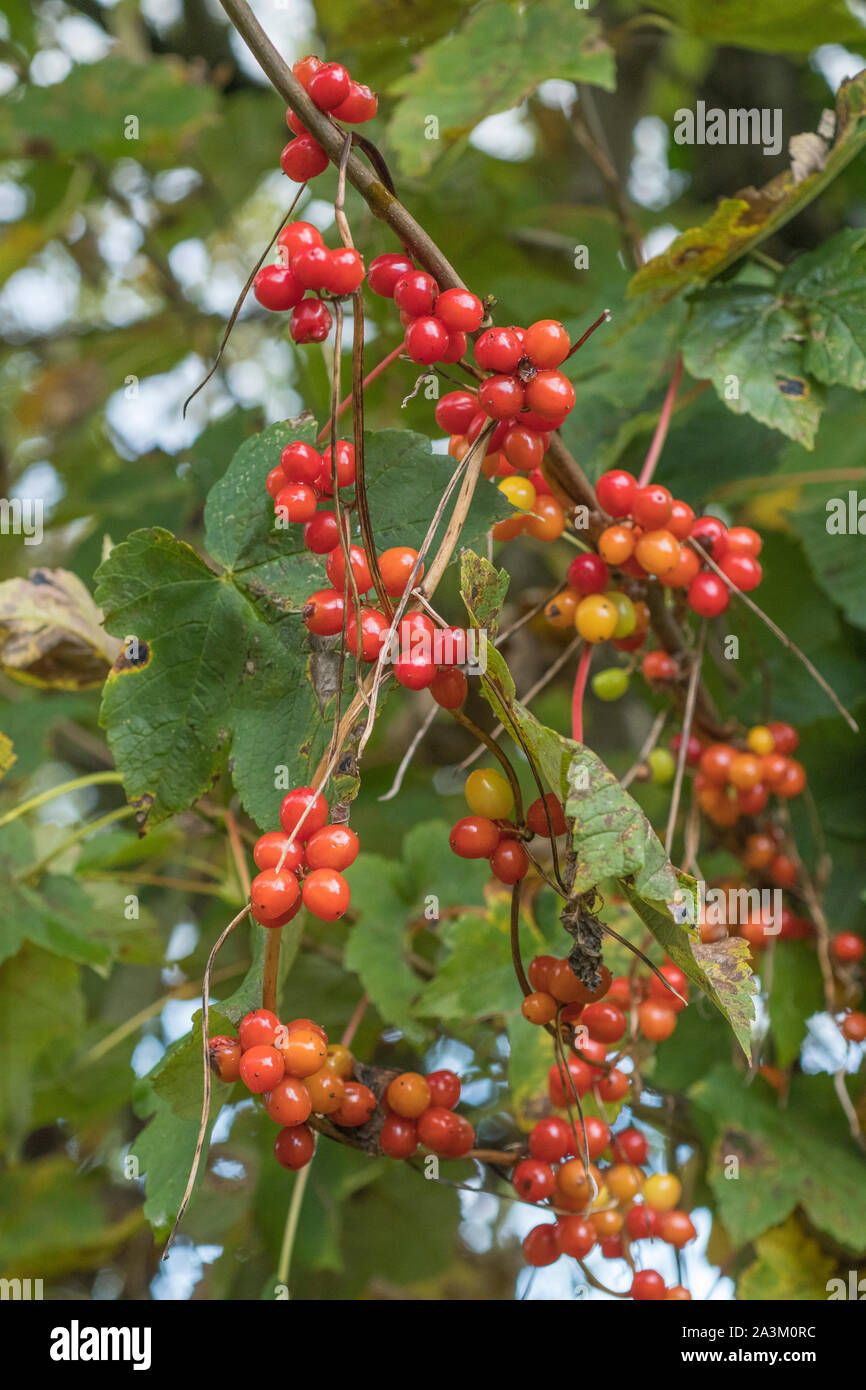 Dioscorea berry cluster hi-res stock photography and images - Alamy