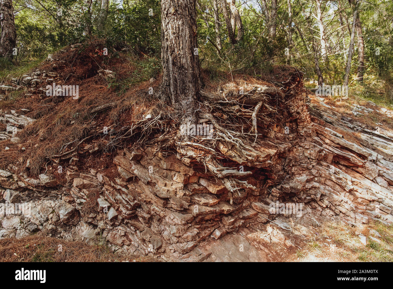 Open roots hi-res stock photography and images - Alamy