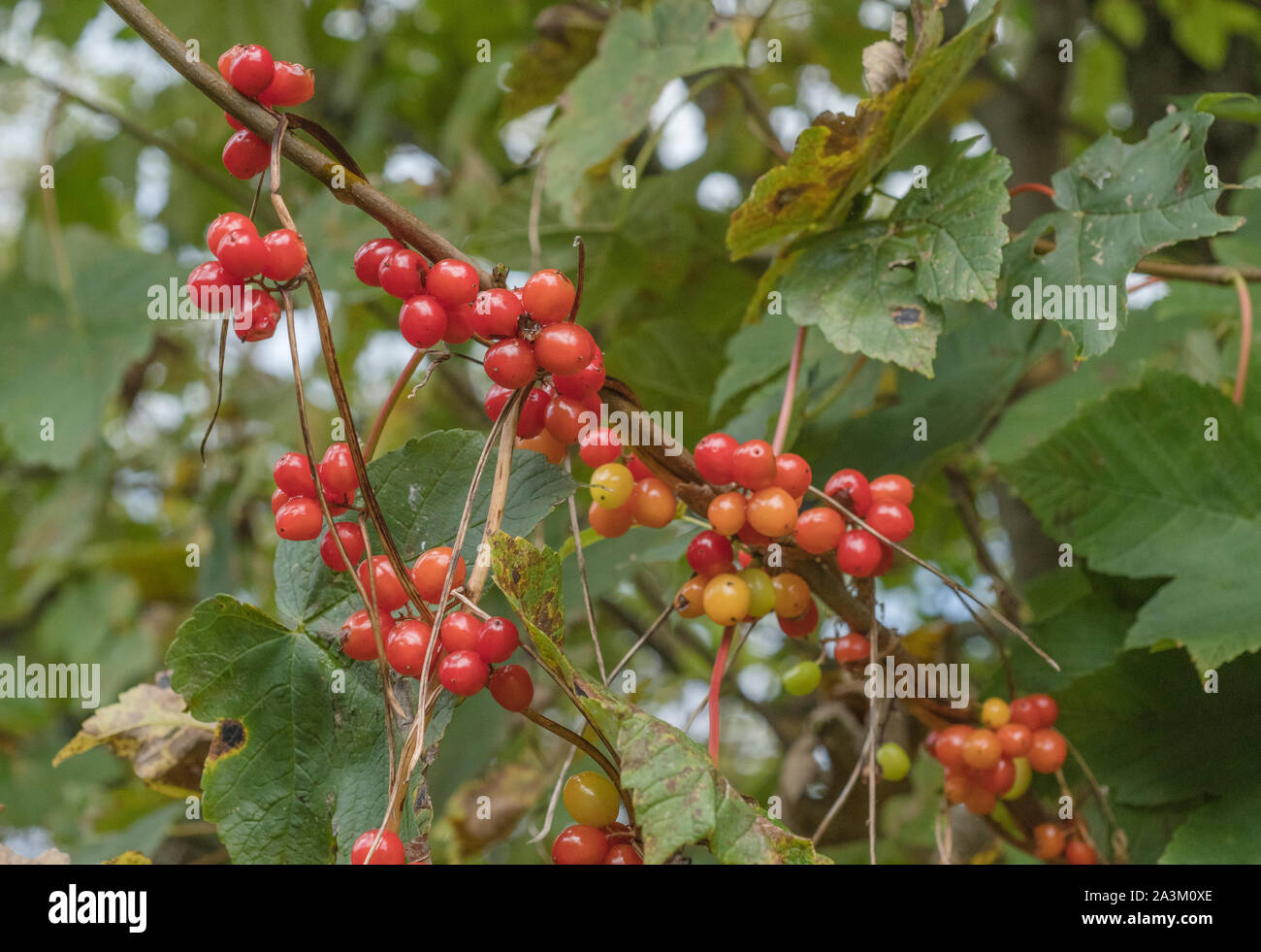 Dioscorea berry cluster hi-res stock photography and images - Alamy