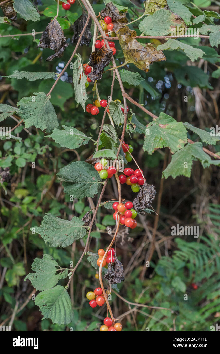 Poisonous berries of Black Bryony / Tamus Communis syn. Dioscorea ...