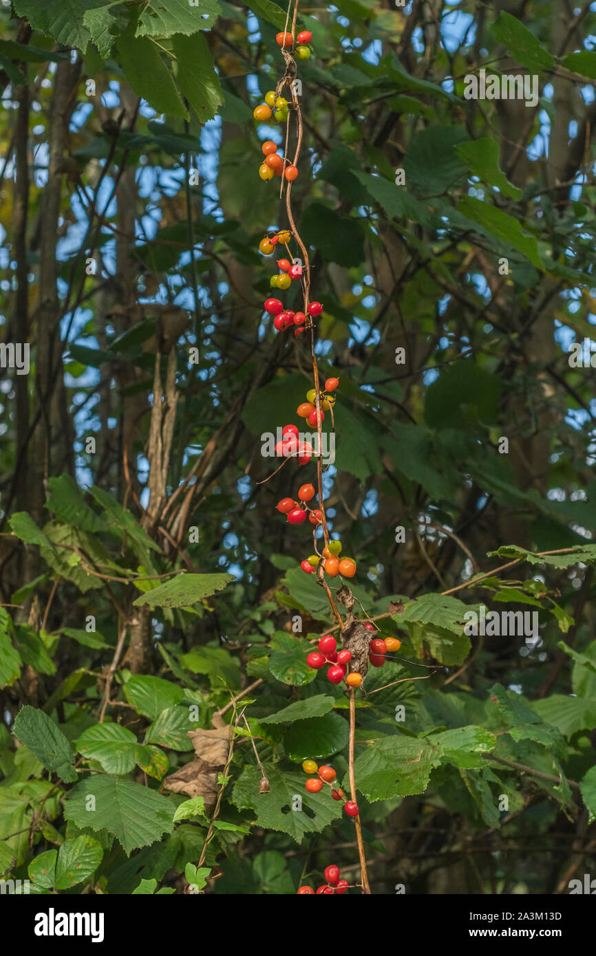 Poisonous berries of Black Bryony / Tamus Communis syn. Dioscorea ...