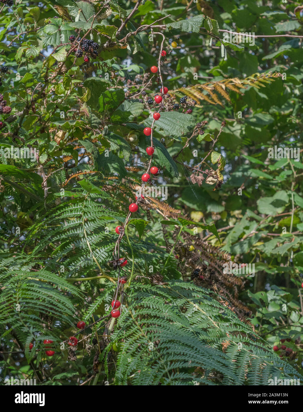 Dioscorea berry cluster hi-res stock photography and images - Alamy