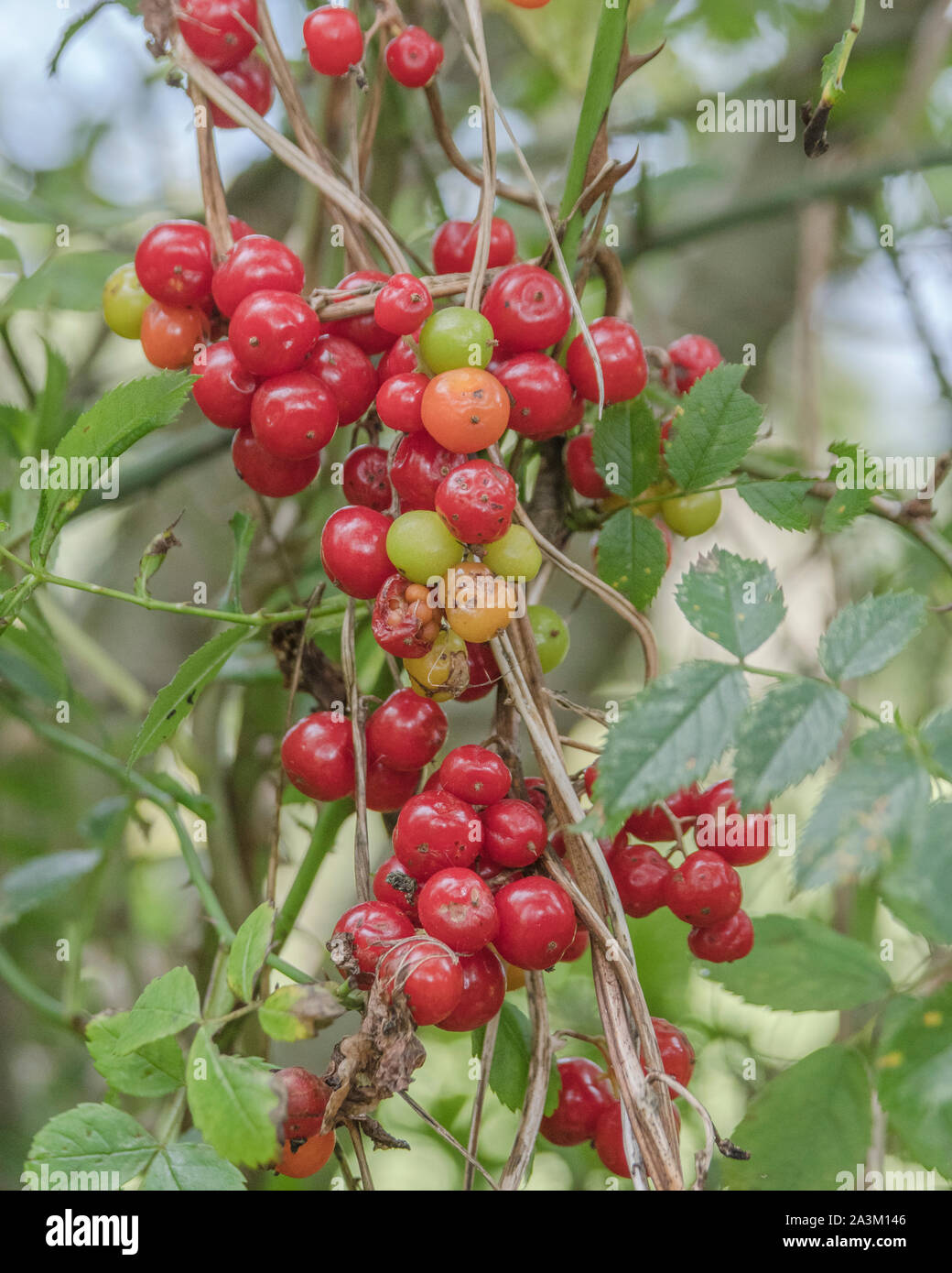 Dioscorea berry cluster hi-res stock photography and images - Alamy