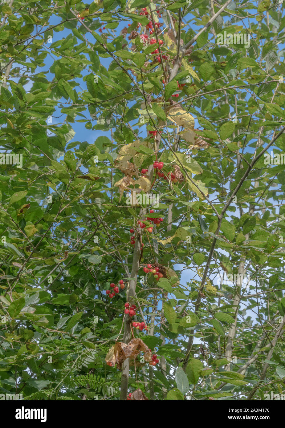 Poisonous berries of Black Bryony / Tamus Communis syn. Dioscorea ...