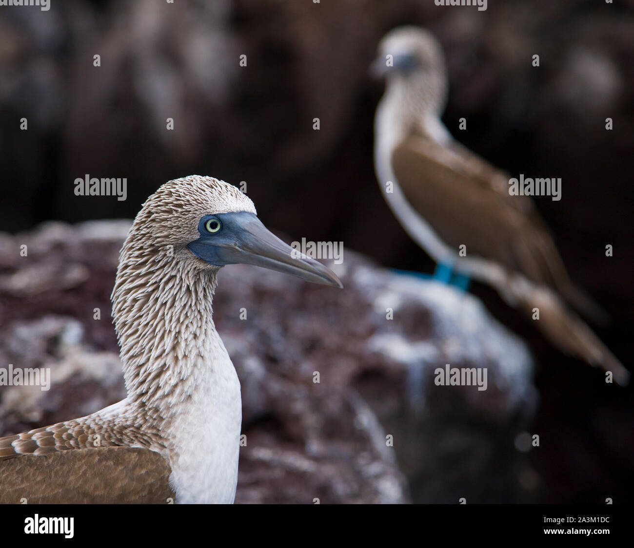 Patas patas azules hi-res stock photography and images - Alamy