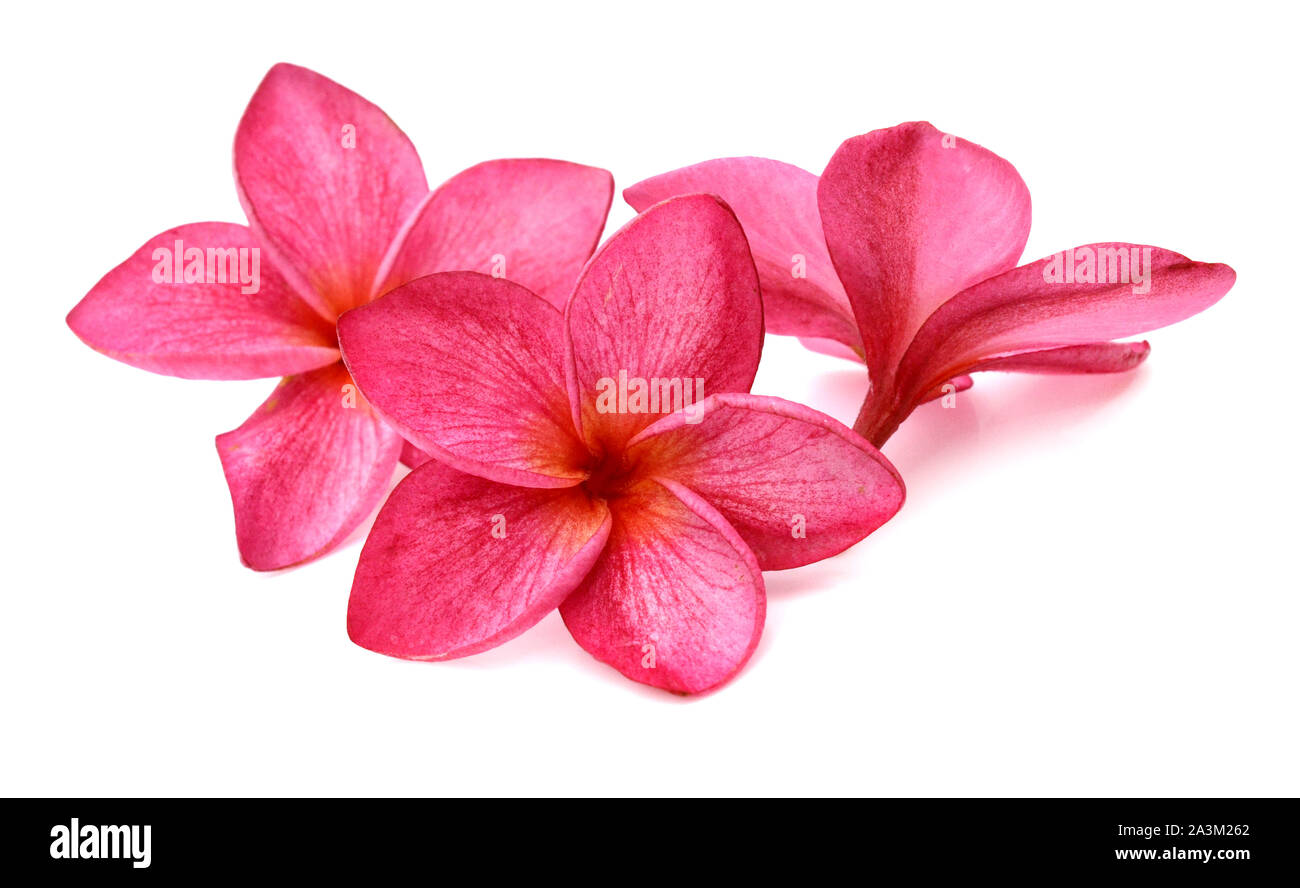 beautiful red plumeria rubra flower isolated on White background Stock ...