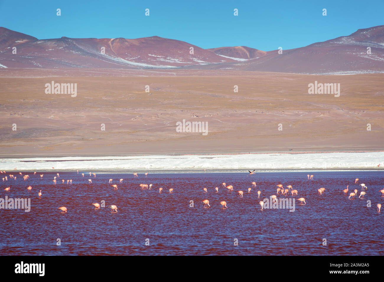 Sur Lipez Province High Resolution Stock Photography and Images - Alamy