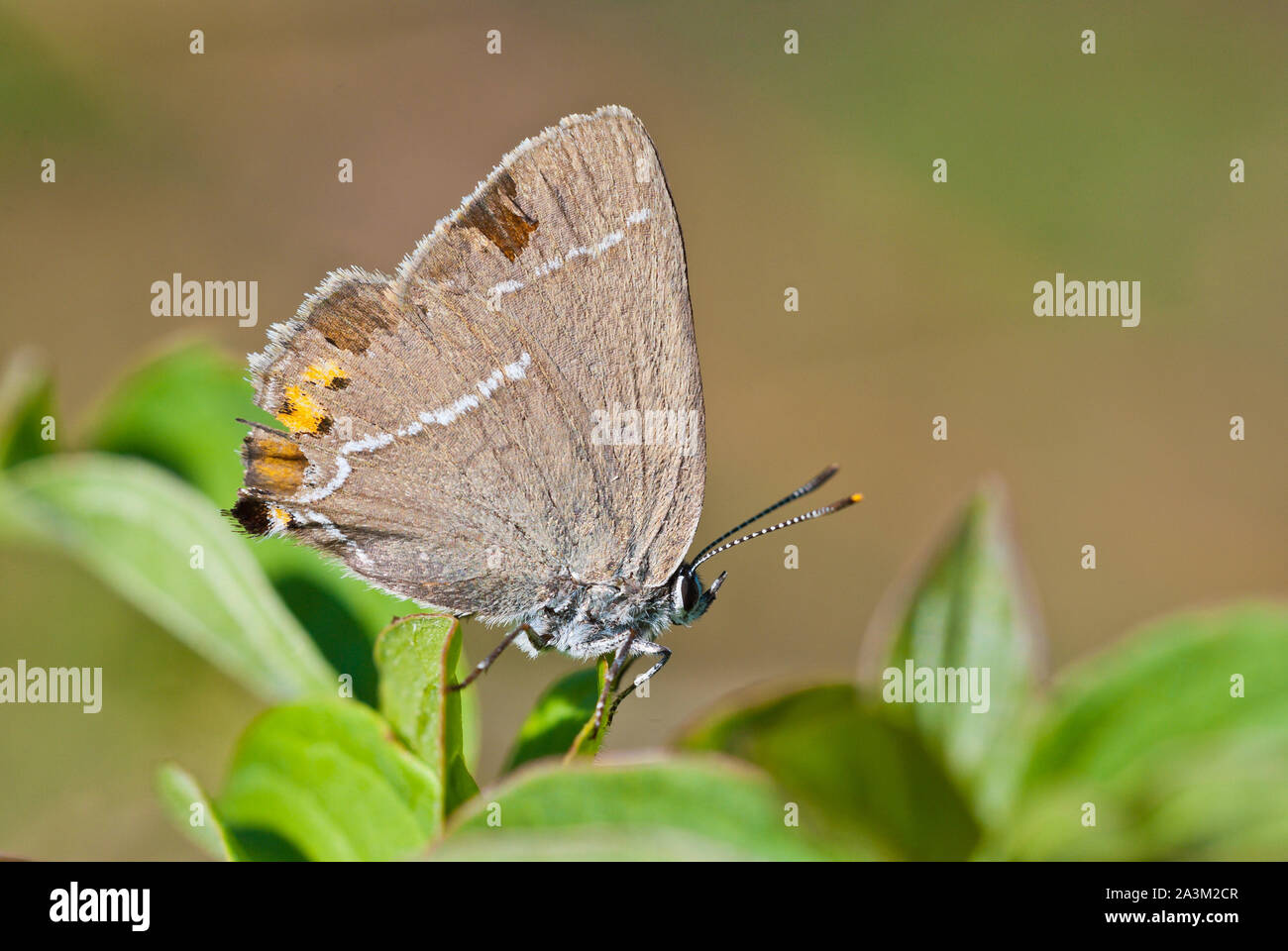 Butterfly and leaves hi-res stock photography and images - Alamy