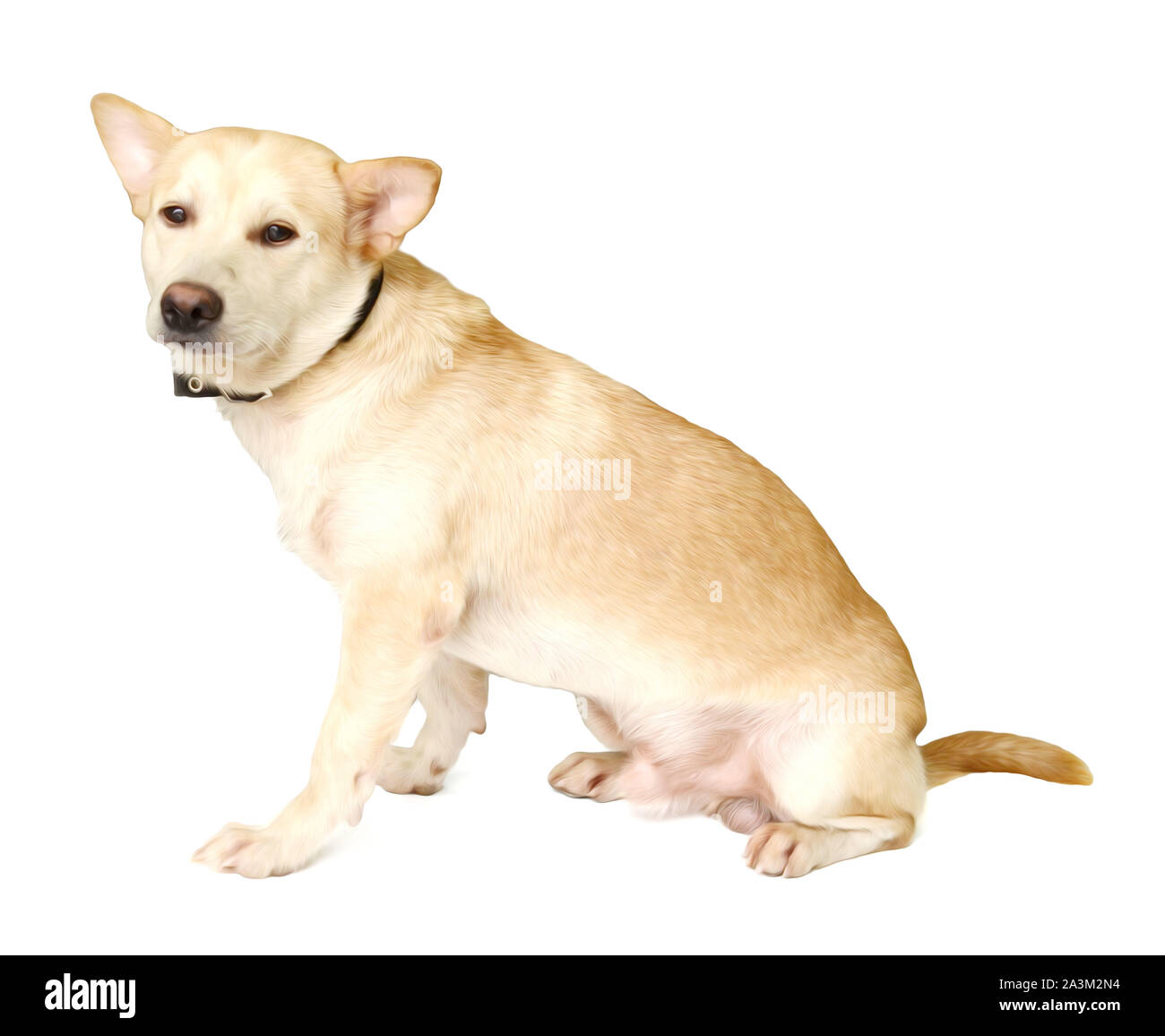 Golden labrador retriever sitting on a white background Stock Photo - Alamy