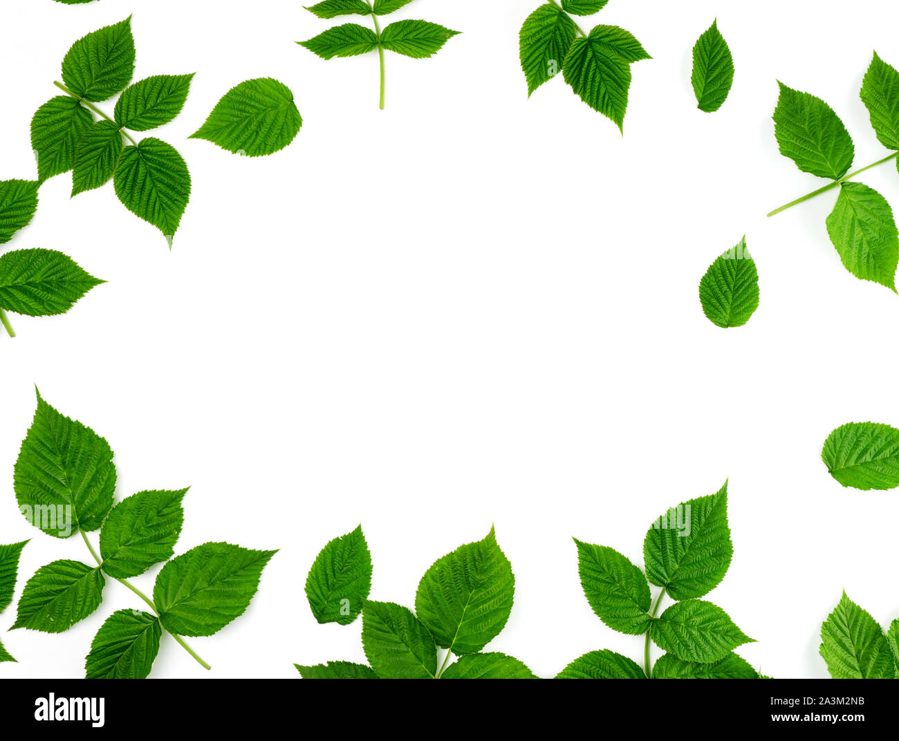 fresh green leaves of raspberry on a white background, full frame, copy ...