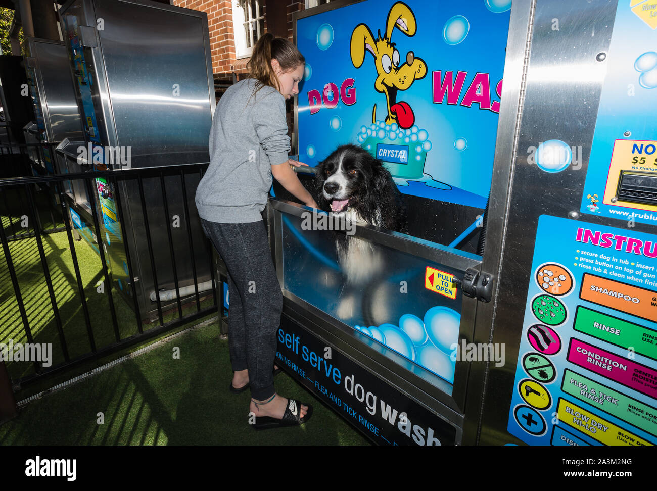 dog wash service Cheaper Than Retail Price> Buy Clothing, Accessories ...