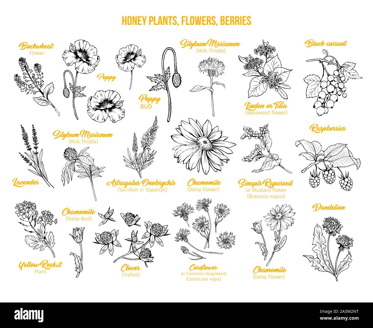 Blooming flowers poster free hand illustrations set. Honey plants with ...