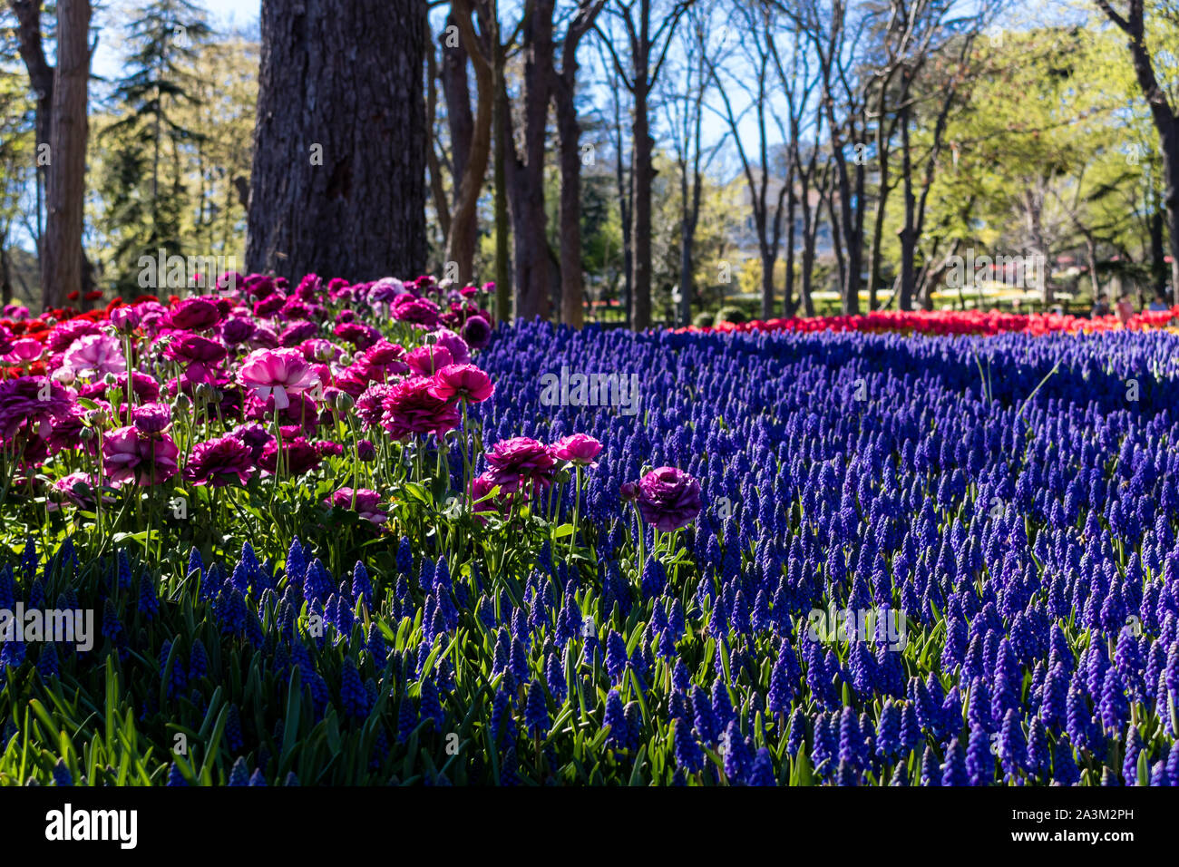 Grape druif hi-res stock photography and images - Alamy