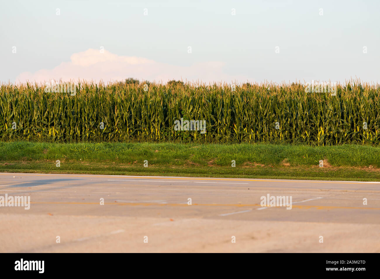 right across the street is a very large corn field Stock Photo - Alamy