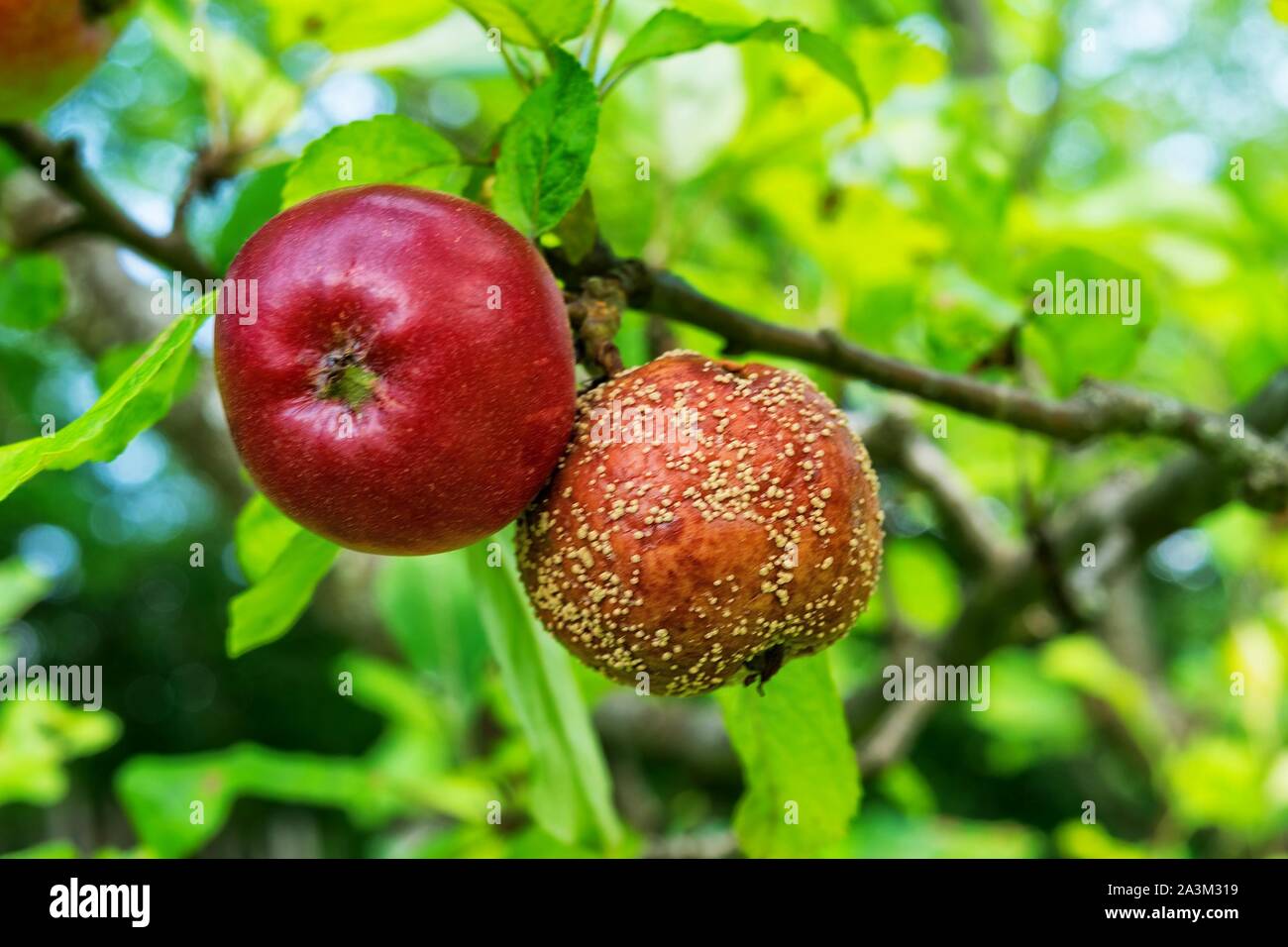 Healthy unhealthy plant hi-res stock photography and images - Alamy