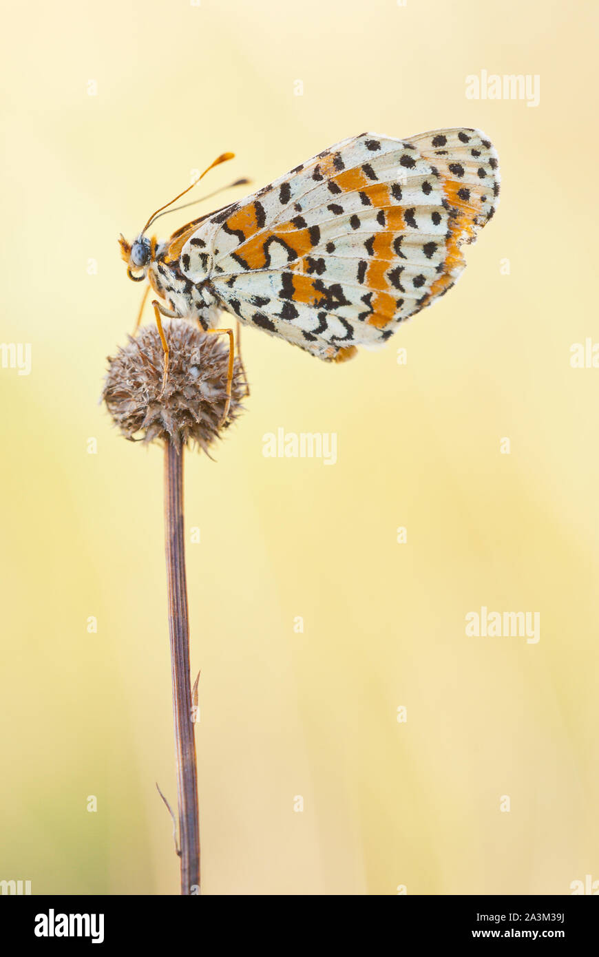 Spotted fritillary or red-band fritillary (Melitaea didyma) butterfly ...