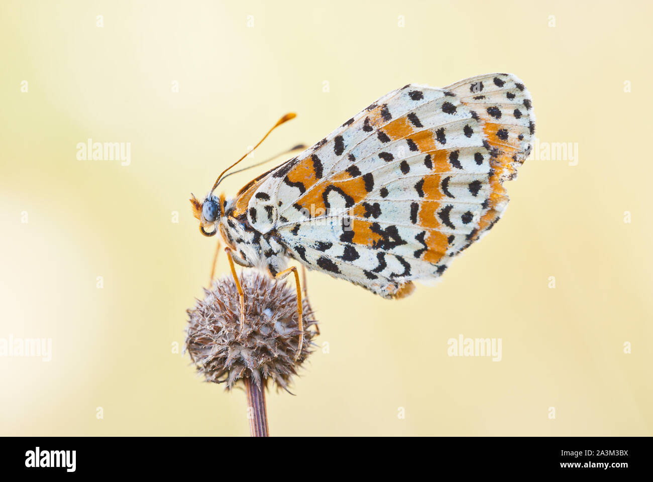 Spotted fritillary or red-band fritillary (Melitaea didyma) butterfly ...