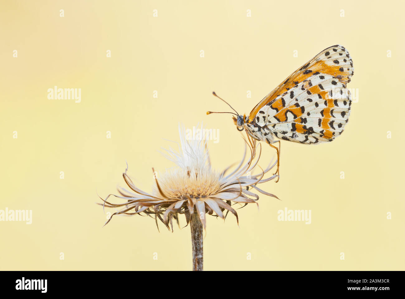 Spotted fritillary or red-band fritillary (Melitaea didyma) butterfly ...