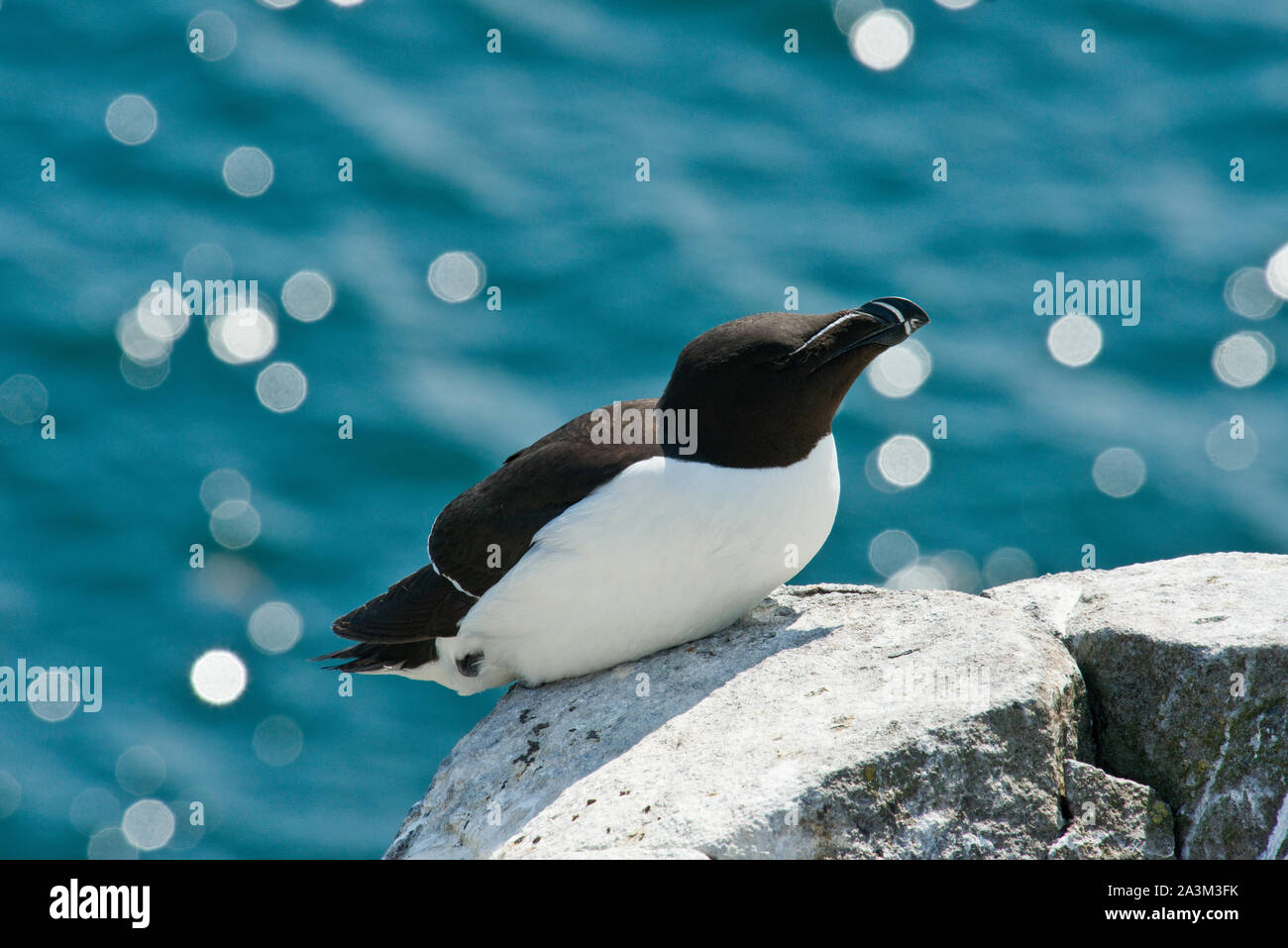 Razorbill marine bird seabird hi-res stock photography and images - Alamy