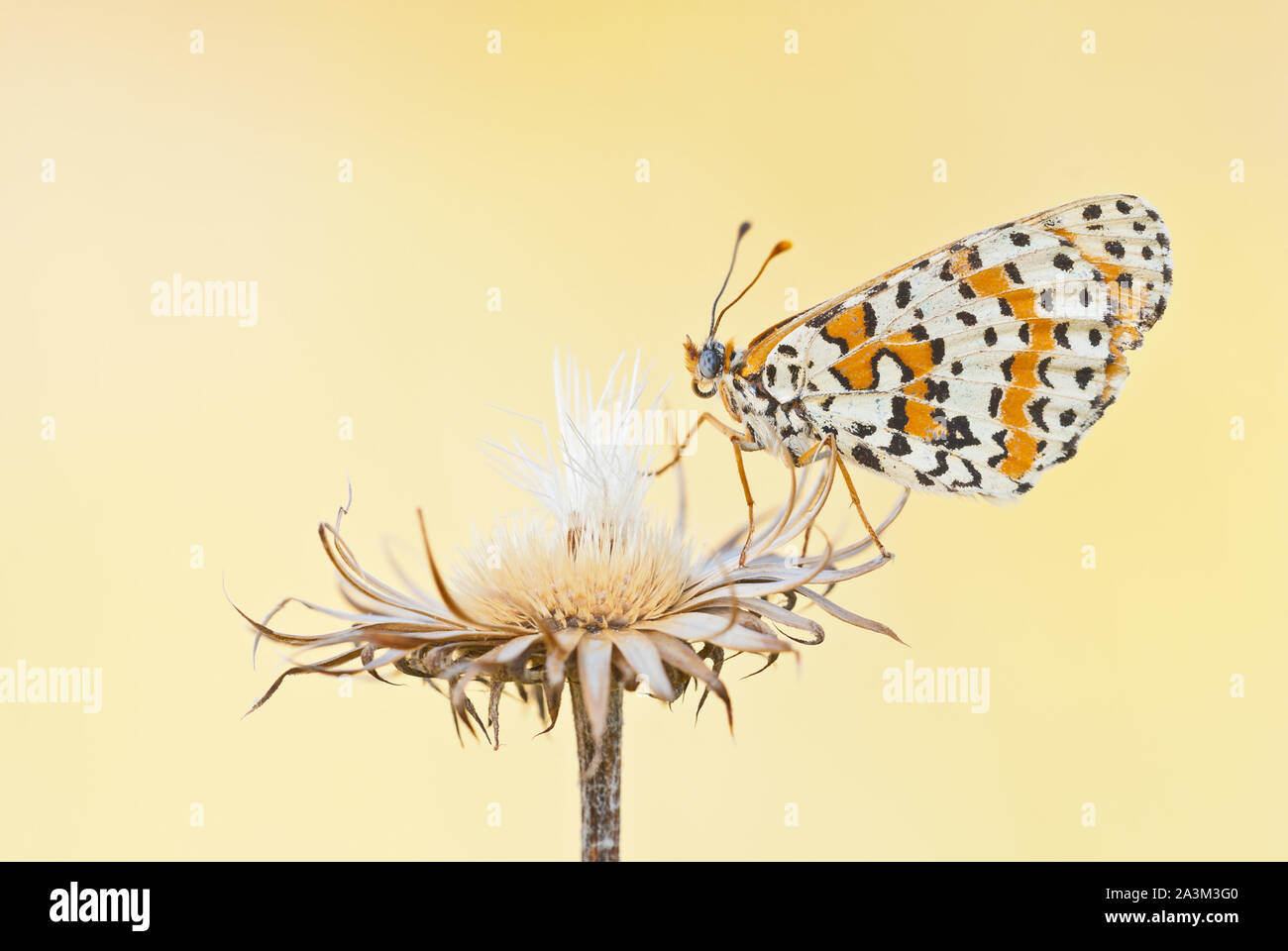 Butterfly position hi-res stock photography and images - Alamy