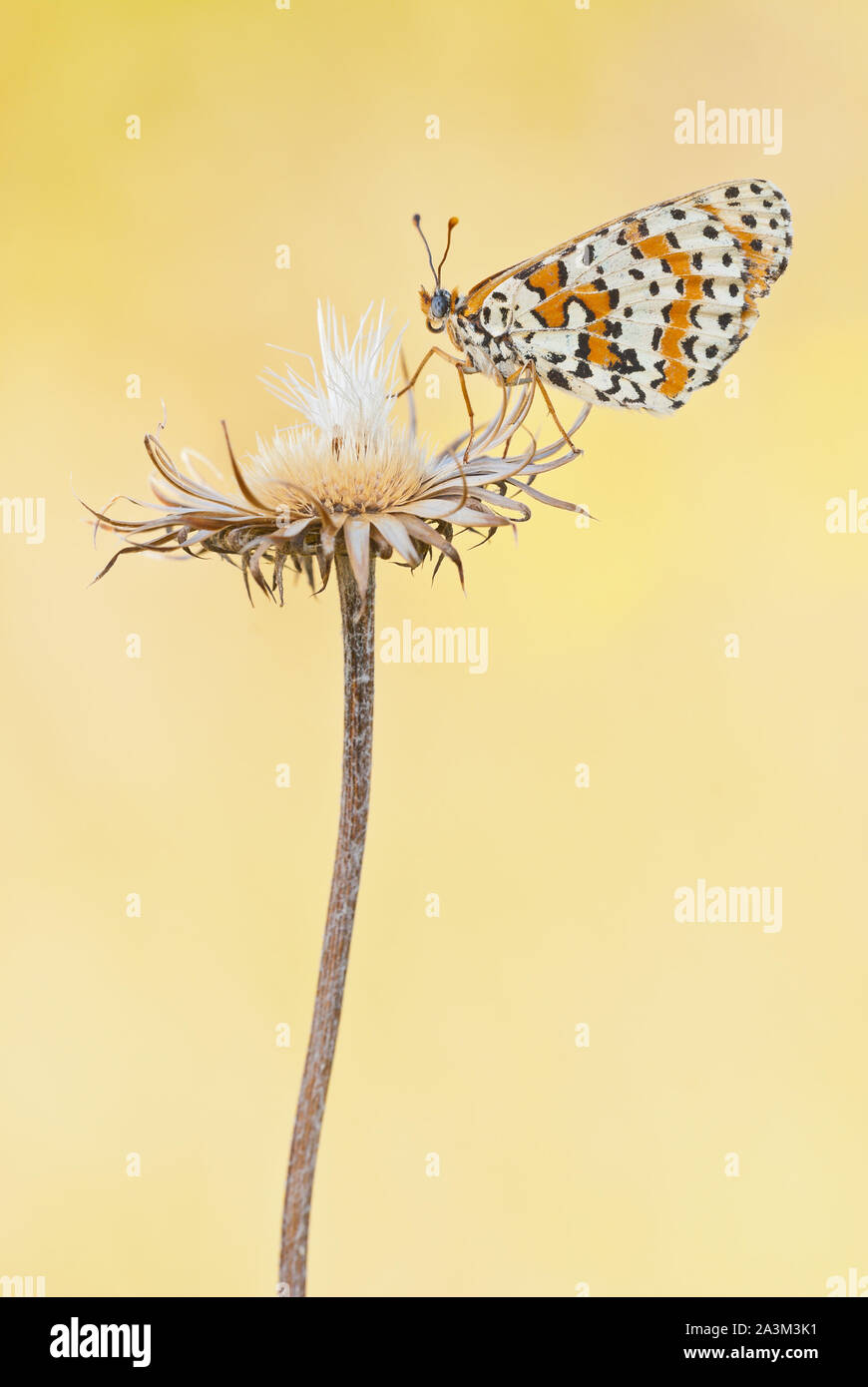 Spotted fritillary or red-band fritillary (Melitaea didyma) butterfly ...