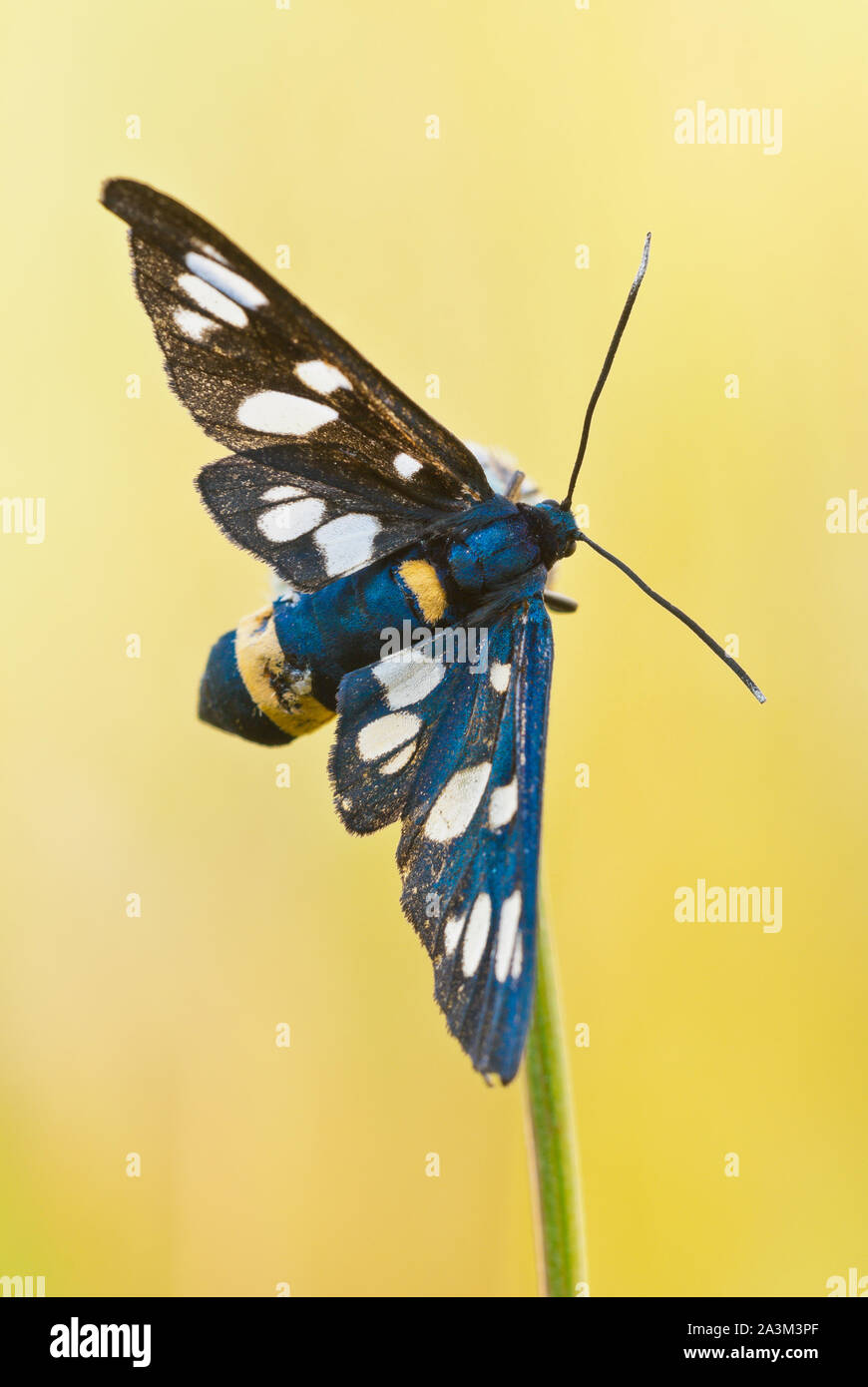 Nine-spotted moth or yellow belted burnet (Amata phegea, formerly ...