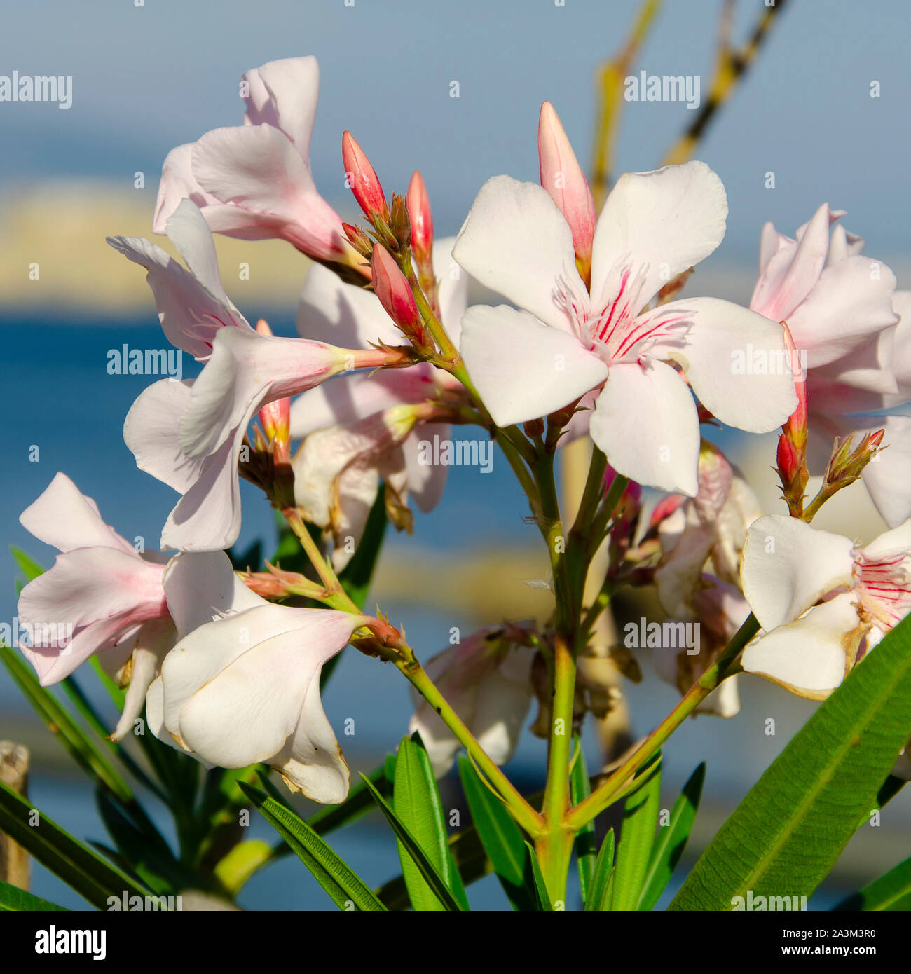 Blooming oleander in Italy. Square image Stock Photo - Alamy