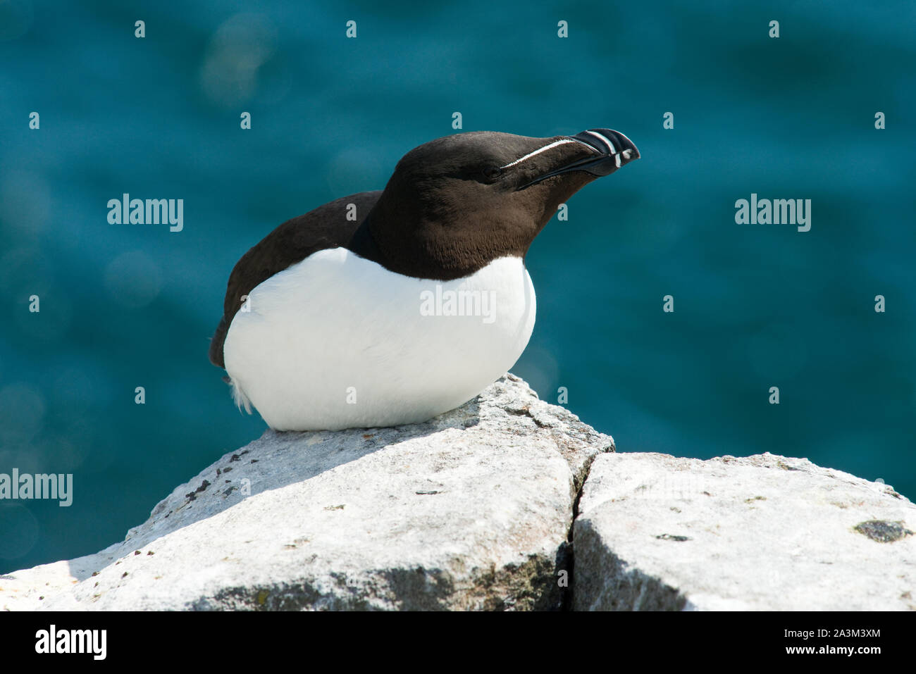 Razorbill (Alca torda) seabird on Isle of May Stock Photo - Alamy