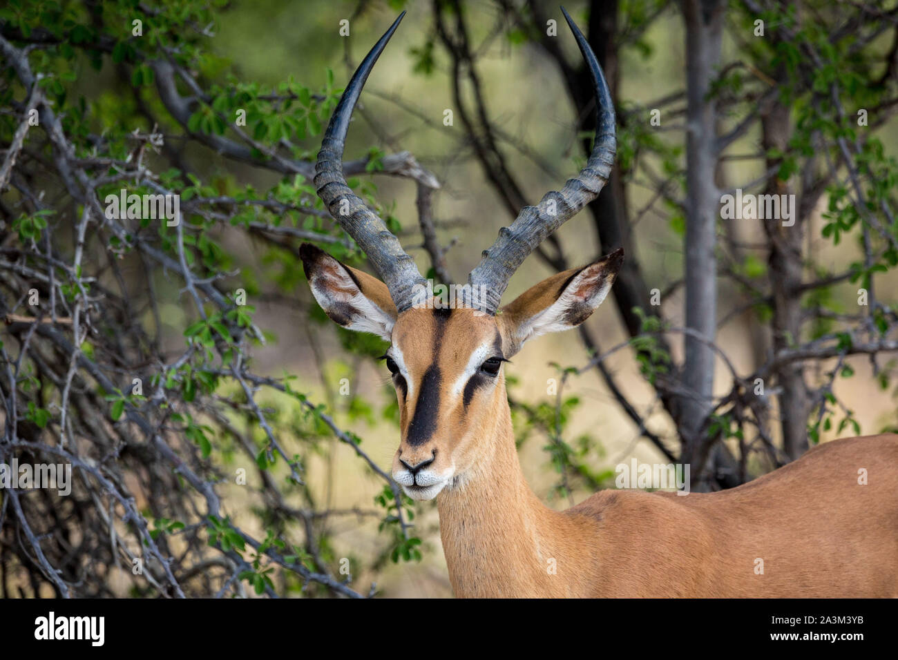 Antelope long horns hi-res stock photography and images - Alamy