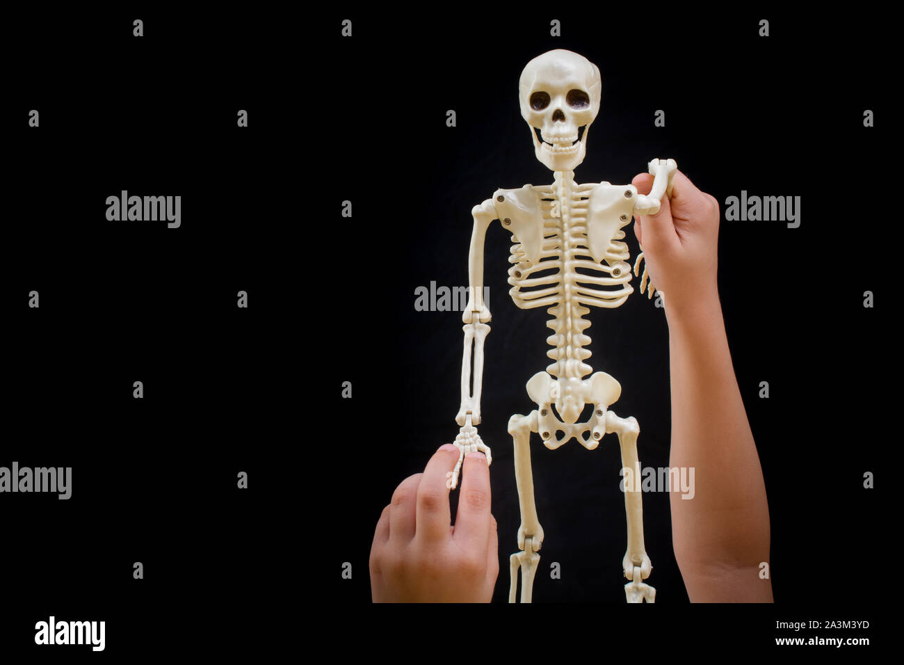Little boy holding a small size artificial skeleton in hand Stock Photo ...