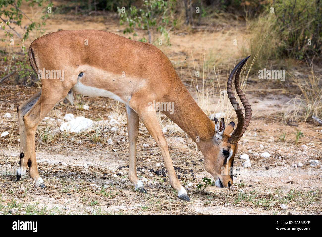 Black faced impala hi-res stock photography and images - Alamy