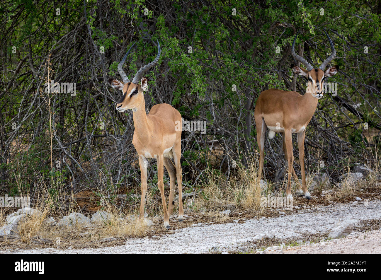 Two male black faced impalas waiting under the shadow of trees, Namibia ...