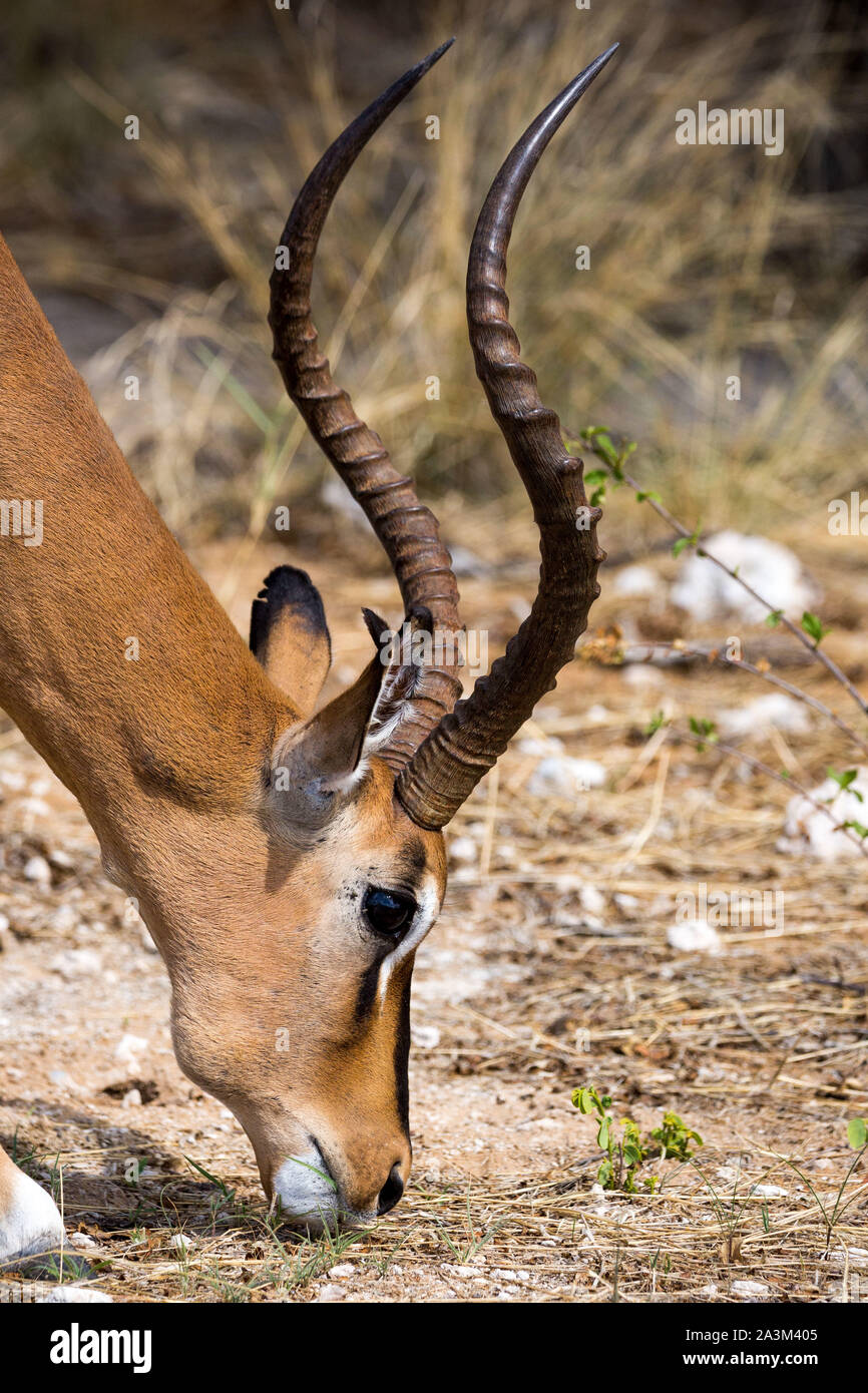 Portrait of a male black faced impala with long horns, Namibia, Africa ...