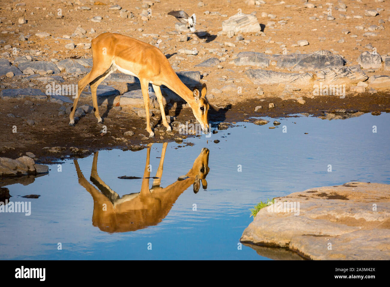 Drinking impala hi-res stock photography and images - Alamy