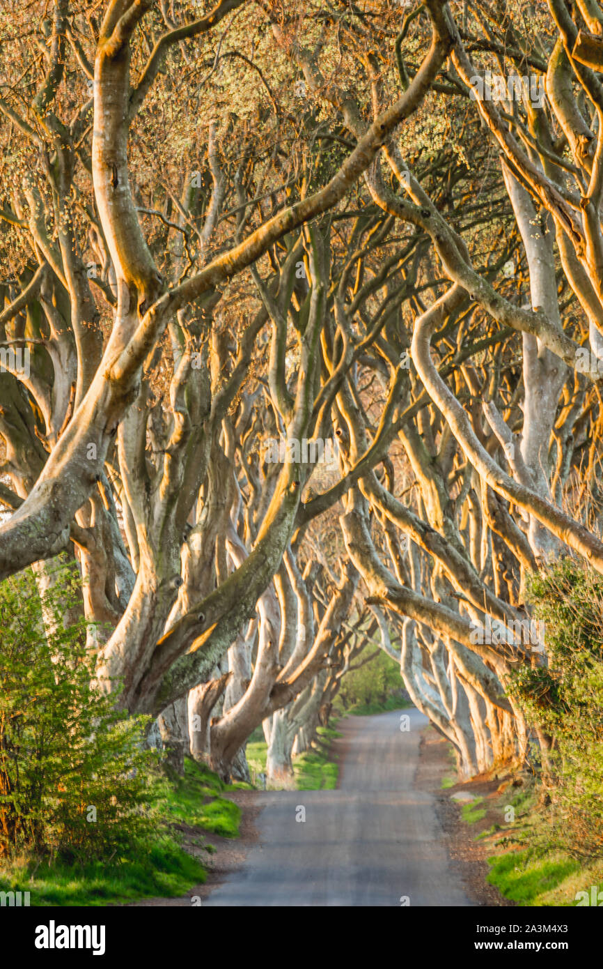 Dark forest ireland hi-res stock photography and images - Alamy