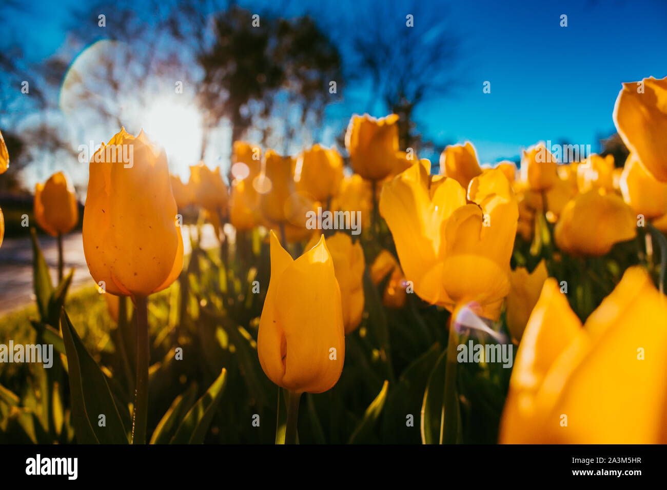 Yellow tulips and sunlight with lens flare Stock Photo - Alamy